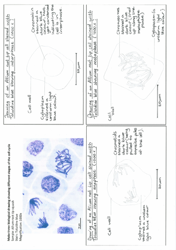 PAG 1.1-Mitosis Biological Drawings OCR A | Teaching Resources