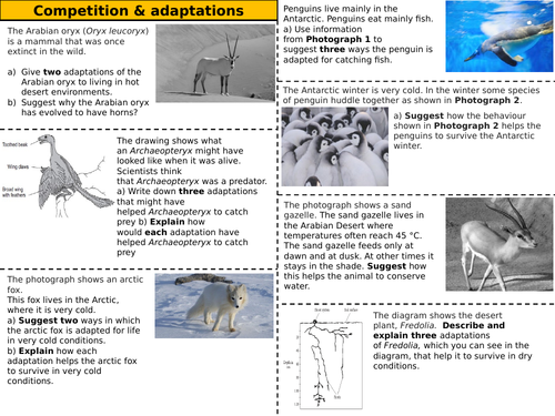 Adaptations - Plants & Animals Worksheet (AQA, SPEC 7) | Teaching Resources