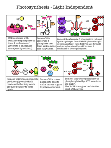 A-level biology Photosynthesis Revision Sheets | Teaching Resources
