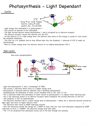 A-level biology Photosynthesis Revision Sheets | Teaching Resources