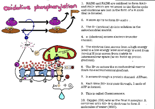 A-Level Biology Respiration Revision | Teaching Resources