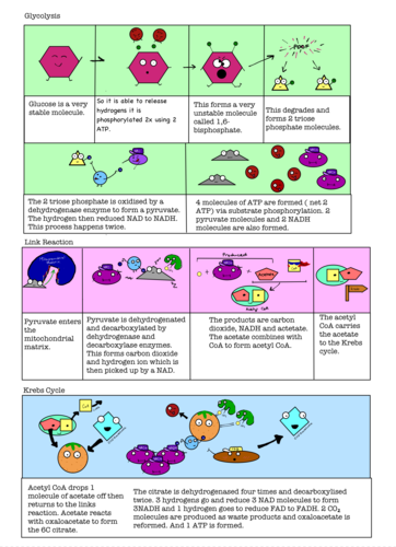 A-Level Biology Respiration Revision | Teaching Resources