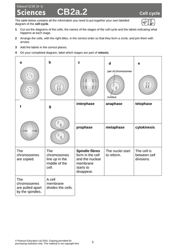 Edexcel CB2a Mitosis KS4 Lesson | Teaching Resources