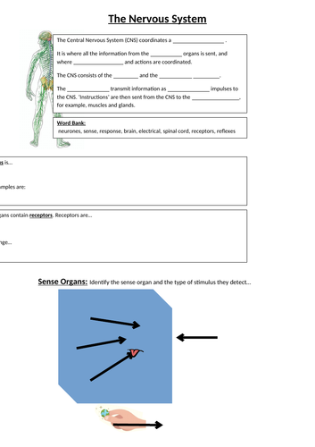 Edexcel CB2e The Nervous System KS4 Lesson | Teaching Resources