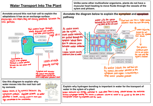 A-Level Biology Water Transport, Translocation and Plant Adaptations ...