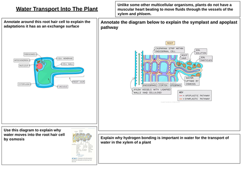 A-Level Biology Water Transport, Translocation and Plant Adaptations ...