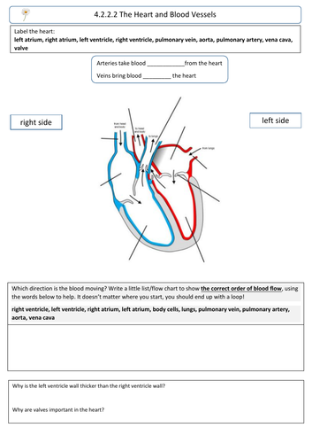 GCSE Revision: The Heart and Blood Vessels (4.2.2) | Teaching Resources