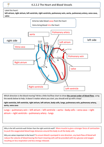 GCSE Revision: The Heart and Blood Vessels (4.2.2) | Teaching Resources