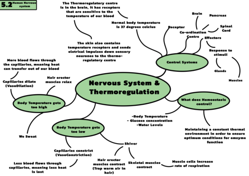 GCSE Biology - The Nervous System | Teaching Resources