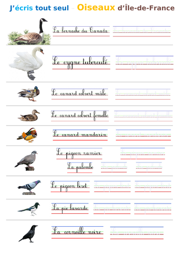 [French handwriting] Birds of the Paris region (oiseaux d'Île-de-France ...