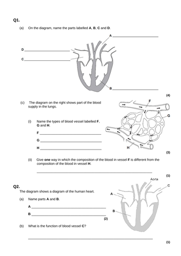 Blood, Blood Vessels, The Heart, Coronary Heart Disease & A Faulty ...