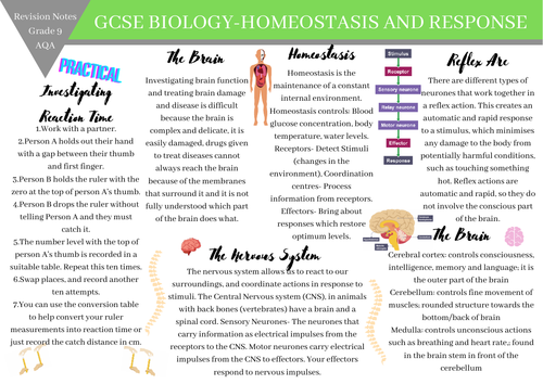 GCSE BIOLOGY AQA revision notes-Homeostasis and Response -Grade 9 ...