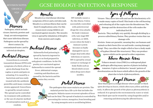GCSE BIOLOGY AQA revision notes-Infection & Response-Grade 9 revision ...