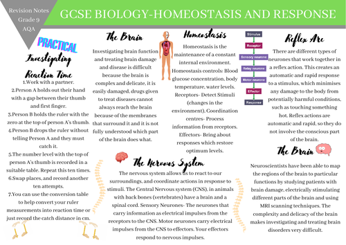 GCSE BIOLOGY Combined Science-Homeostasis and Response-AQA revision ...