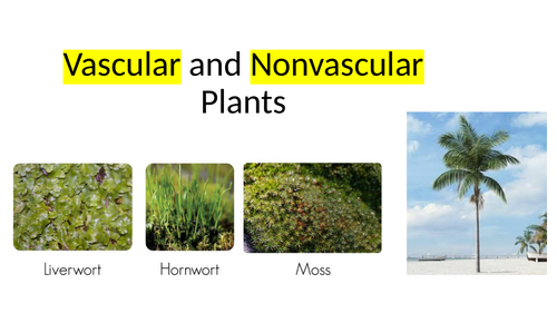 Vascular vs Nonvascular Plants, Flowering vs Nonflowering Seed Plants ...