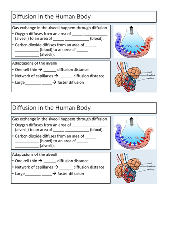 Diffusion, Osmosis (+ Practical) & Active Transport (4 lessons ...