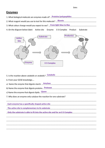 5 worksheets from the Biological Molecules topic for A level - lipids ...
