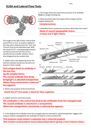 4 Worksheets - 3.2 Cells AQA - mitosis recall / HIV / Antibodies ...