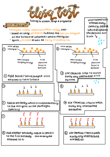 ELISA TEST-ALEVEL AQA BIOLOGY DIGITAL PDF NOTES | Teaching Resources