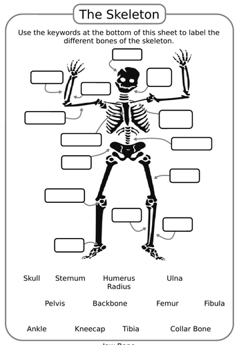 The Human Skeleton - KS3 Science (Biology) Worksheets | Teaching Resources