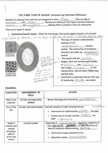 A level Biology OCR animal responses - Three types of Muscle | Teaching ...