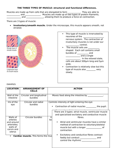 A level Biology OCR animal responses - Three types of Muscle | Teaching ...