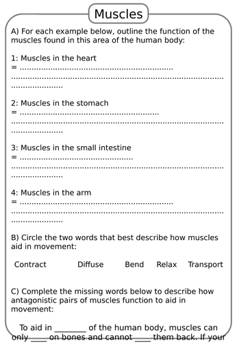 Muscles (Antagonistic Pairs) - KS3 Science (Biology) Worksheets ...