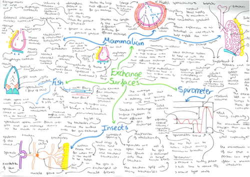 Module 3 Biology Mind-Maps | Teaching Resources