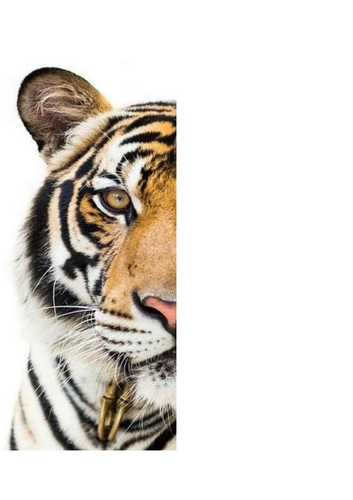 Animal Symmetry - Drawing Templates | Teaching Resources