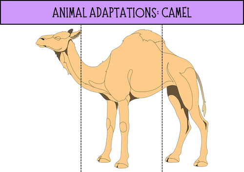 Animal Adaptations Flip Book Information Worksheets | Teaching Resources