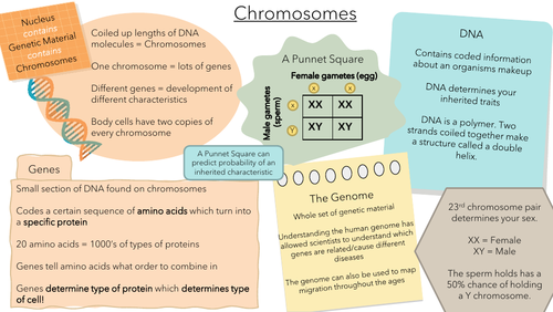 AQA Biology - Chromosomes (Combined Higher) | Teaching Resources