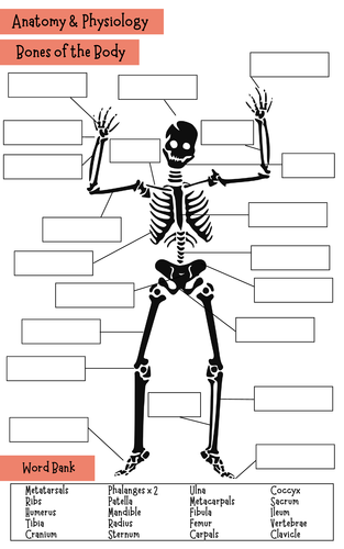 Anatomy & Physiology Diagram Worksheets | Teaching Resources