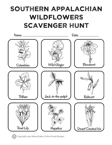 Southern Appalachian Wildlfowers Scavenger Hunt 2 Pages 18 Wildflowers ...