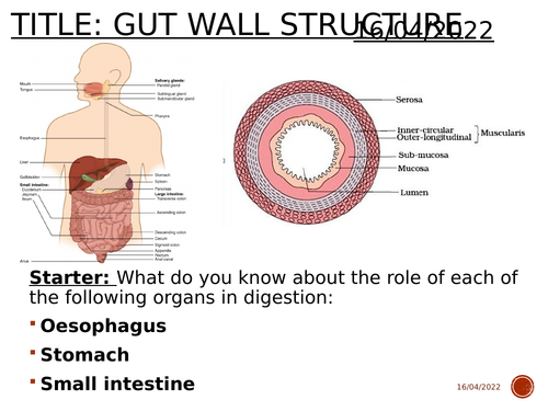 Gut wall structure (AS Level) Eduqas/WJEC (4. Adaptations for nutrition ...