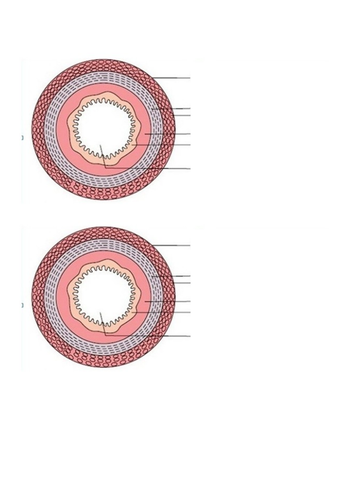 Gut wall structure (AS Level) Eduqas/WJEC (4. Adaptations for nutrition ...