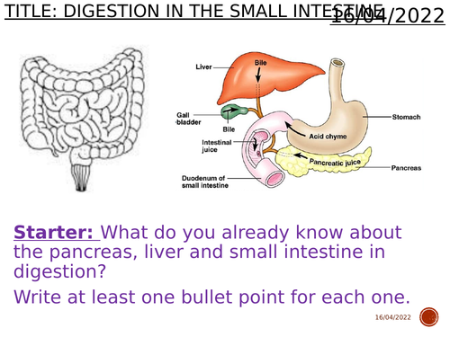 Digestion in the small intestine (AS Level) Eduqas/WJEC (4. Adaptations ...