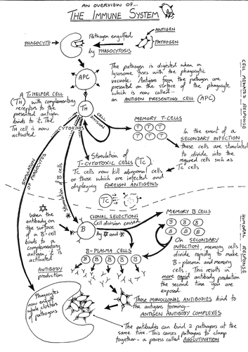 A level Biology: Immunity Overview Diagram | Teaching Resources