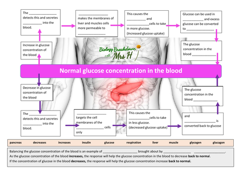 Homeostasis - control of blood glucose concentration | Teaching Resources