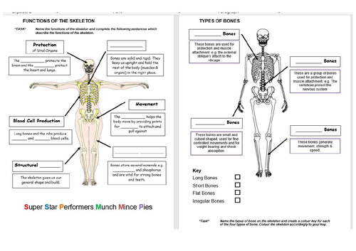 AQA GCSE PE A&P Body Systems Workbooks | Teaching Resources