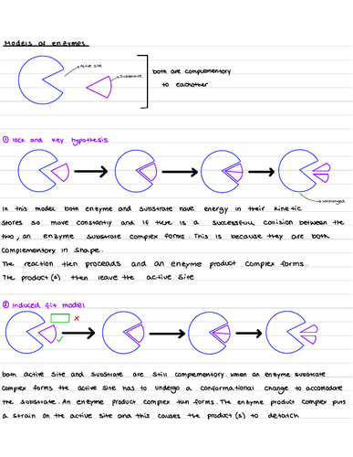 A-Level Biology OCR A enzymes full notes | Teaching Resources