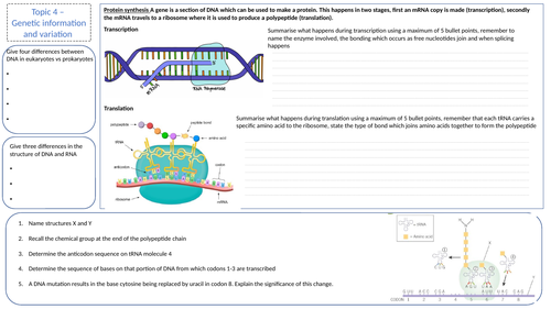 AQA A level Biology Topic 4 revision mat - Genetics and variation ...