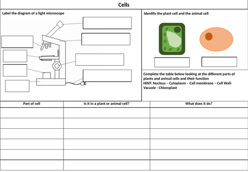 Cells revision worksheets - Year 7 & 8 | Teaching Resources