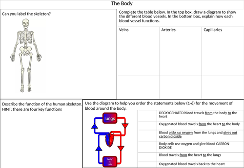 The Body Revision Activity - Year 7 & 8 | Teaching Resources
