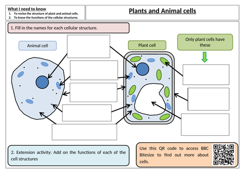 Plant organisation | Teaching Resources