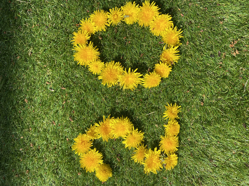 Natural Number Cards 0-20 Dandelions | Teaching Resources