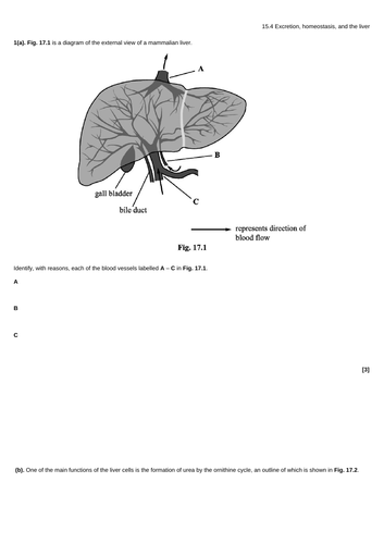 OCR Biology A- 15.4 Excretion, Homeostasis and the Liver | Teaching ...