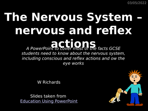 GCSE Nervous system - nervous/reflex actions | Teaching Resources