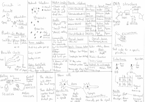 Edexcel Biology paper 1 revision poster | Teaching Resources
