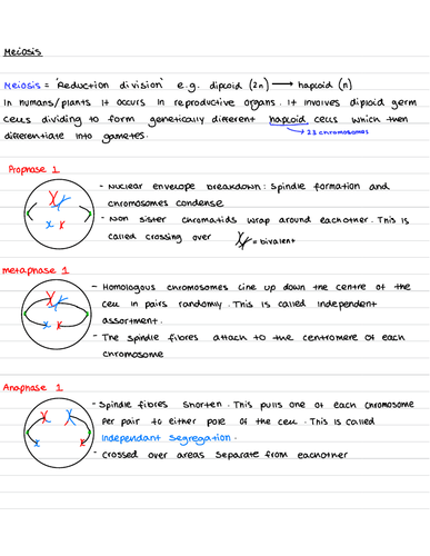 A-Level Biology OCR A cell division full notes | Teaching Resources