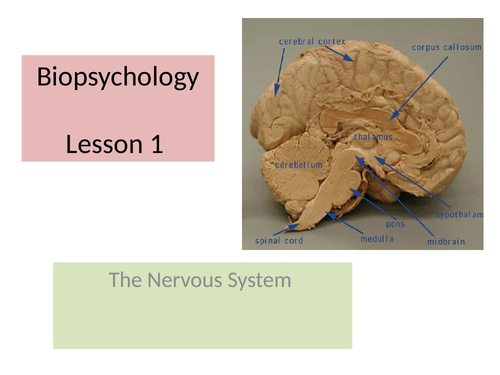 biopsychology - the nervous system | Teaching Resources